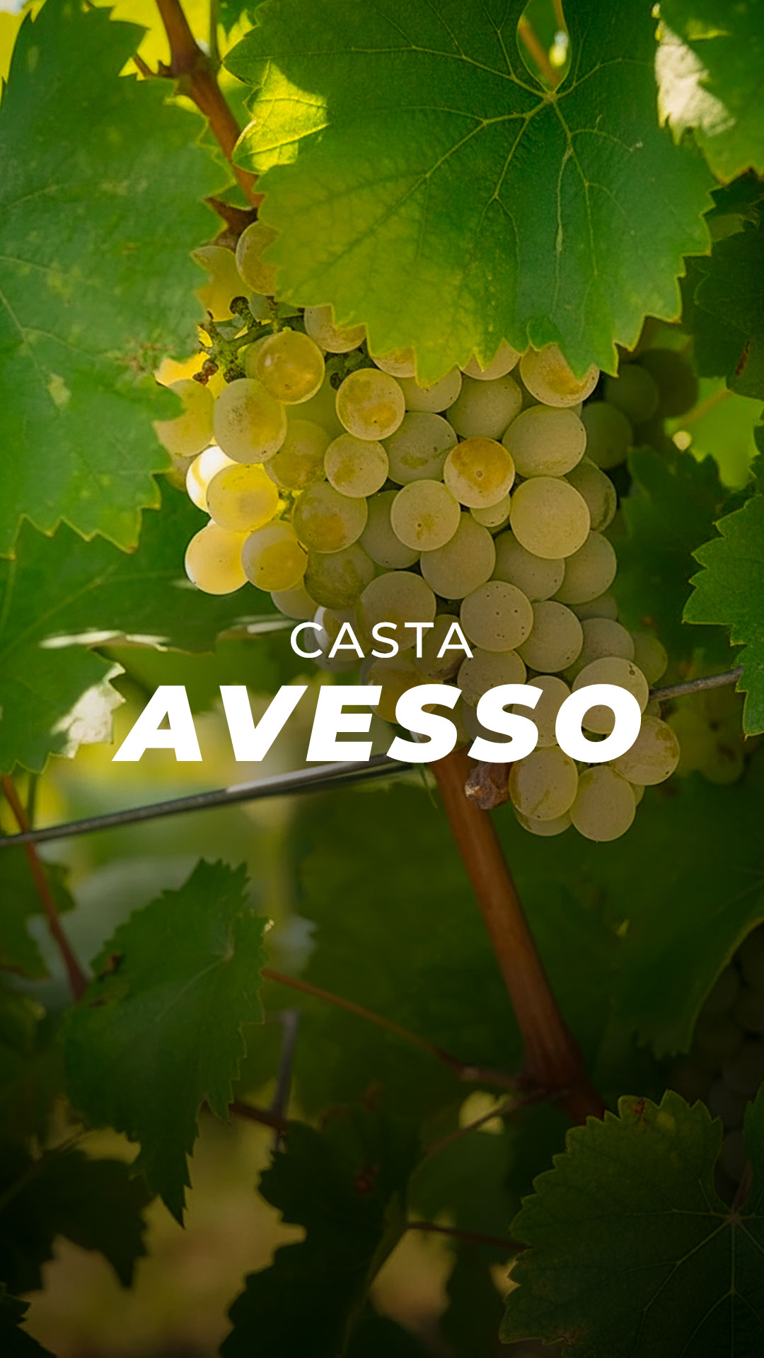 Sábado é dia de Avesso: vire o copo e descubra a frescura da Região dos ...